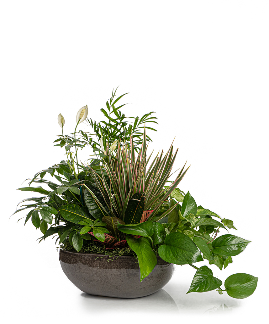 Dish Garden - Deluxe - Ludemas